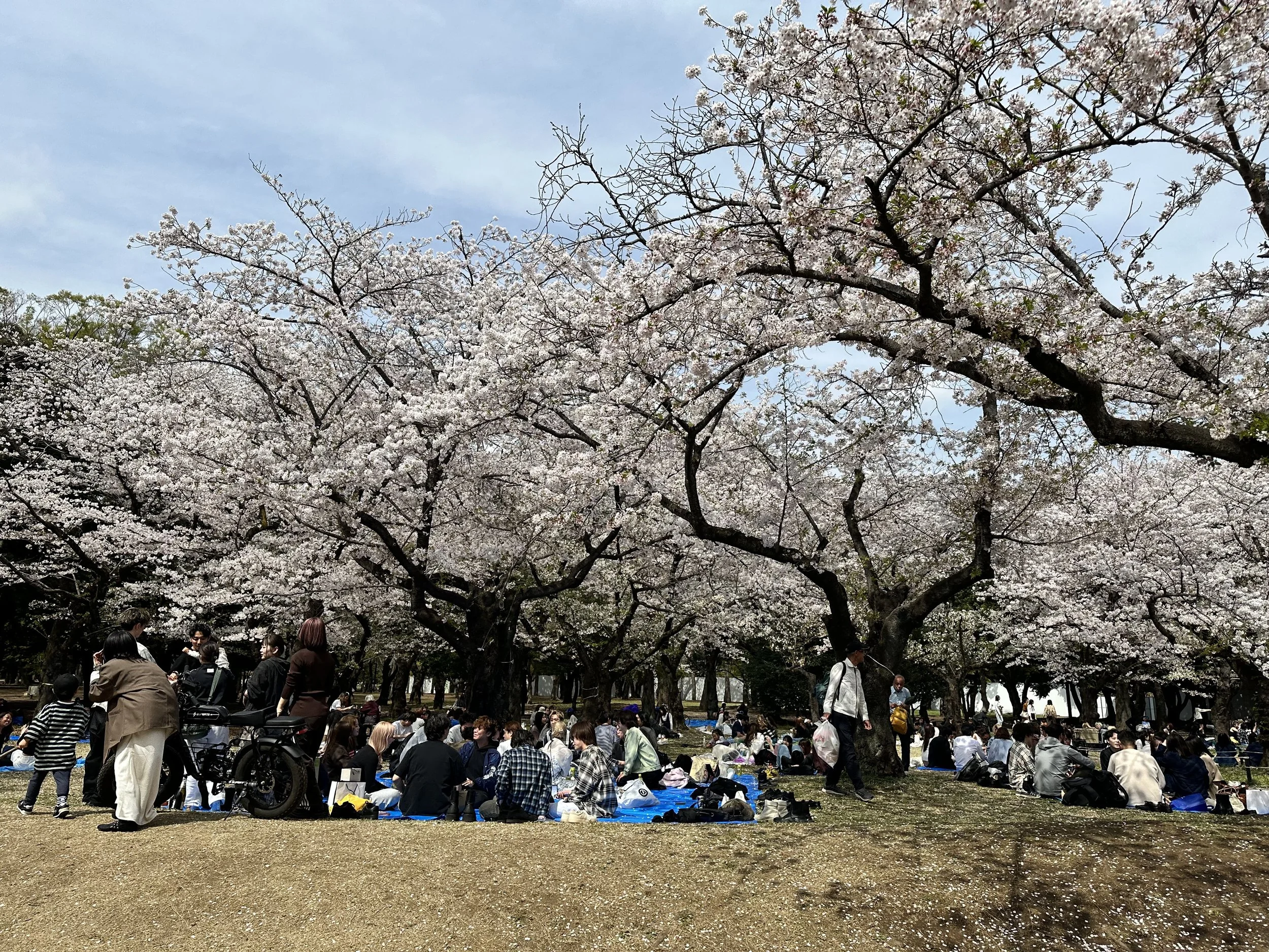 Yoyogi Park Tokyo: A Complete Guide to Hanami, Dog Runs, and Relaxing ...