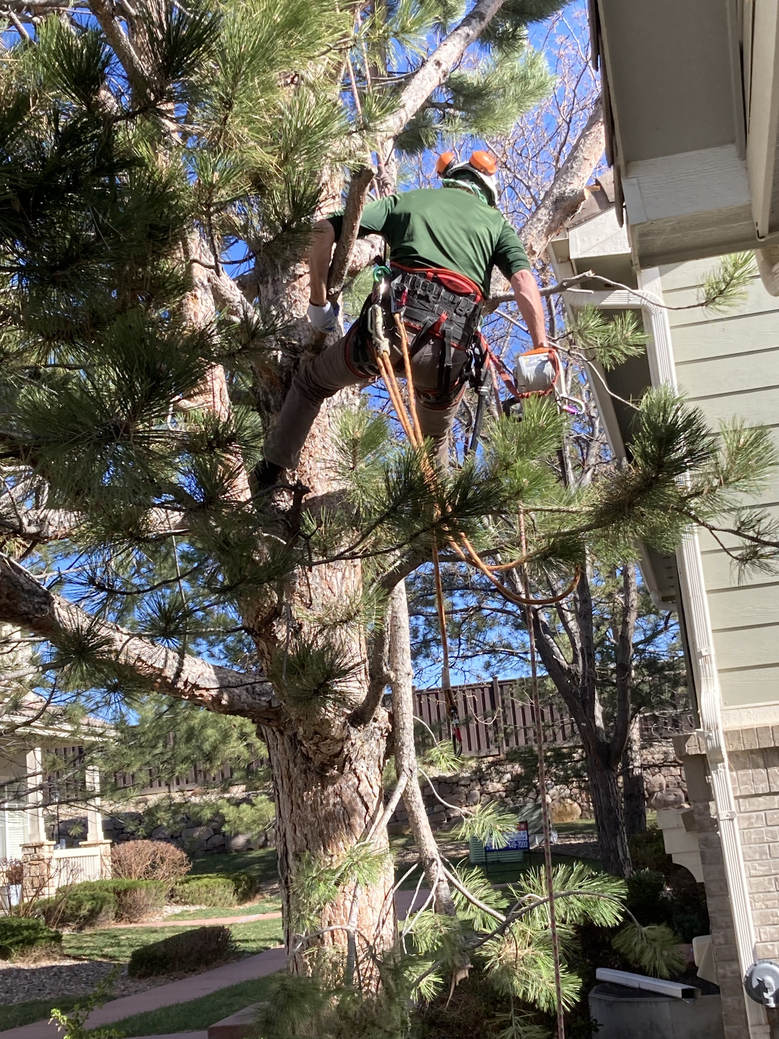 Wild Man's Tree Service LLC - Licensed and Insured