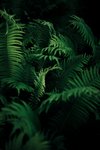 Green Reader — Read Your Color