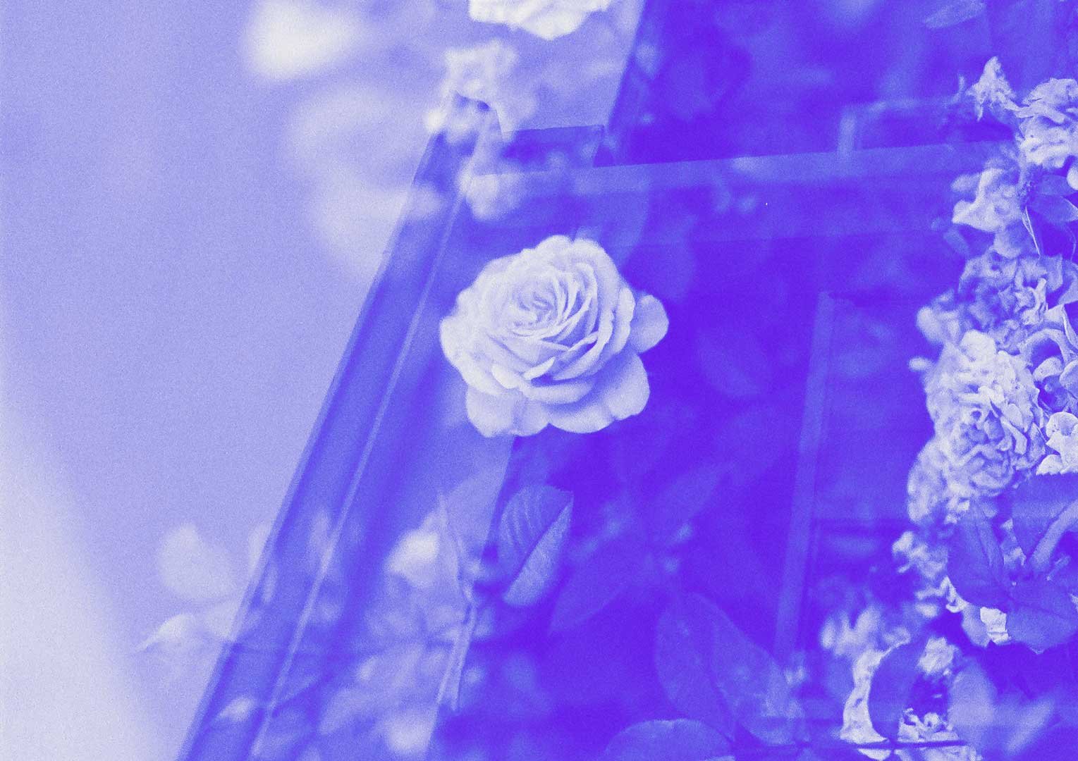 Purple Reader — Read Your Color