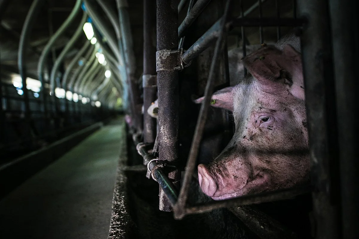 Project Animal Freedom