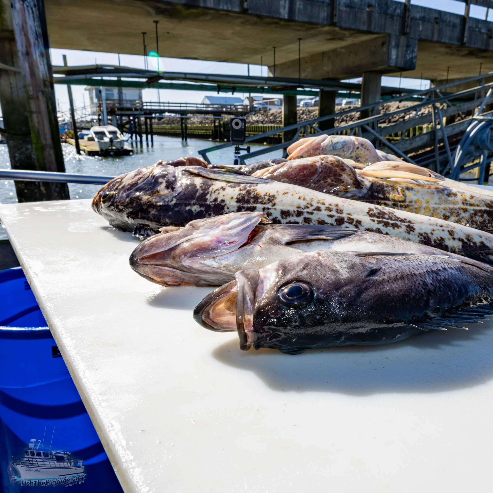 Westport Charter Fishing - Trips & Pricing | Book Your Angling ...