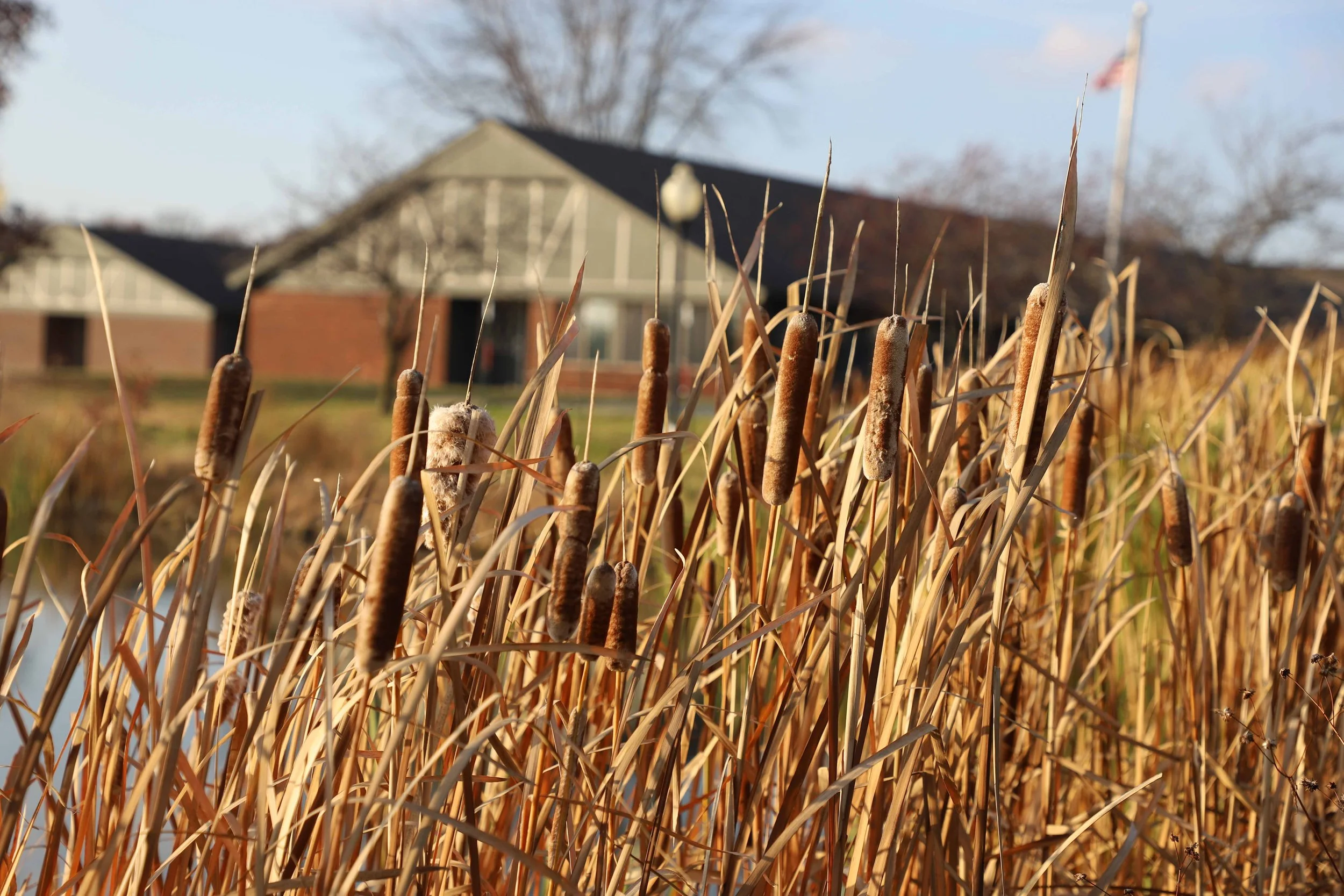 Cardinal | Care Strategies — The Strategies