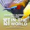 Bird Finder Philippines - Birding Tours