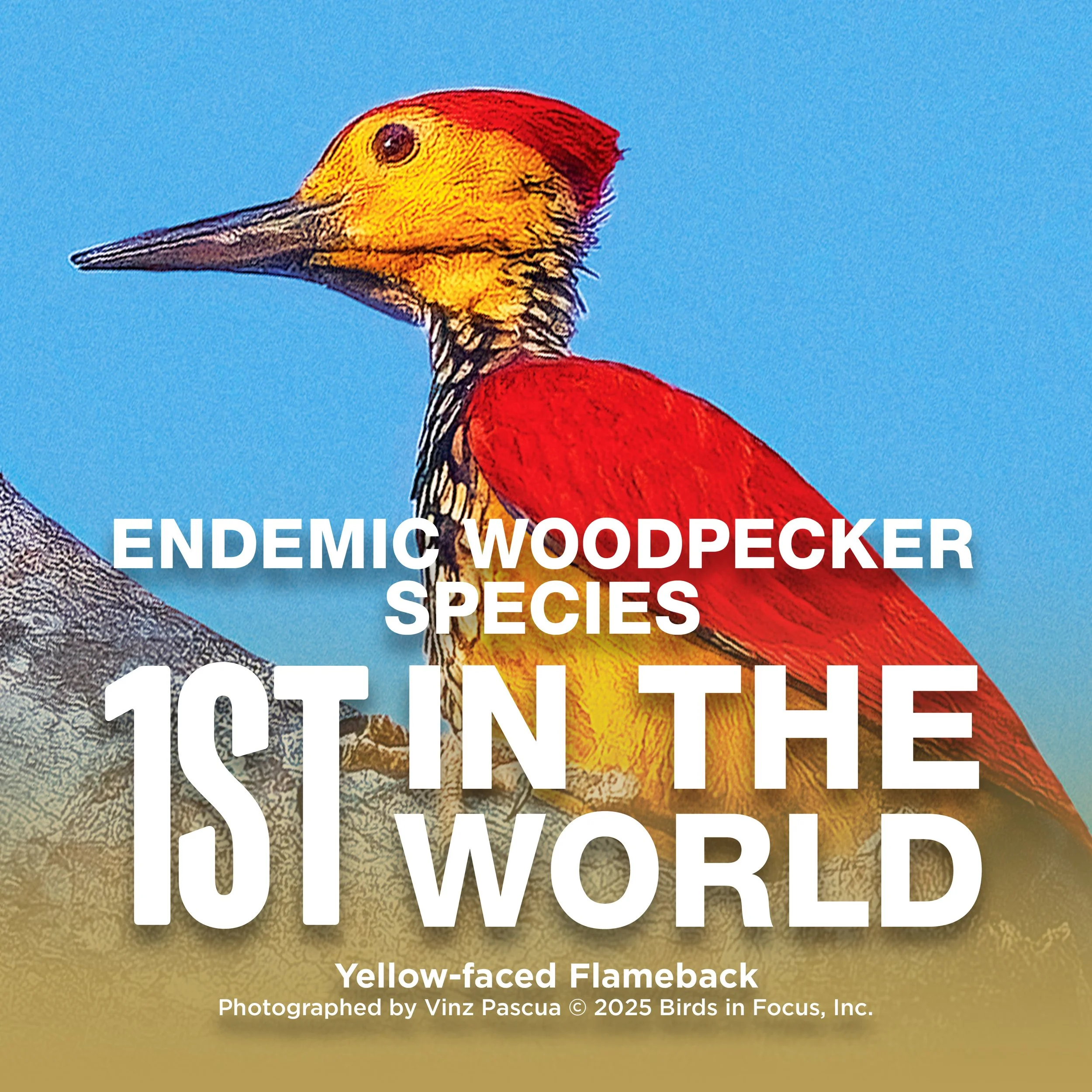 Bird Finder Philippines - Birding Tours