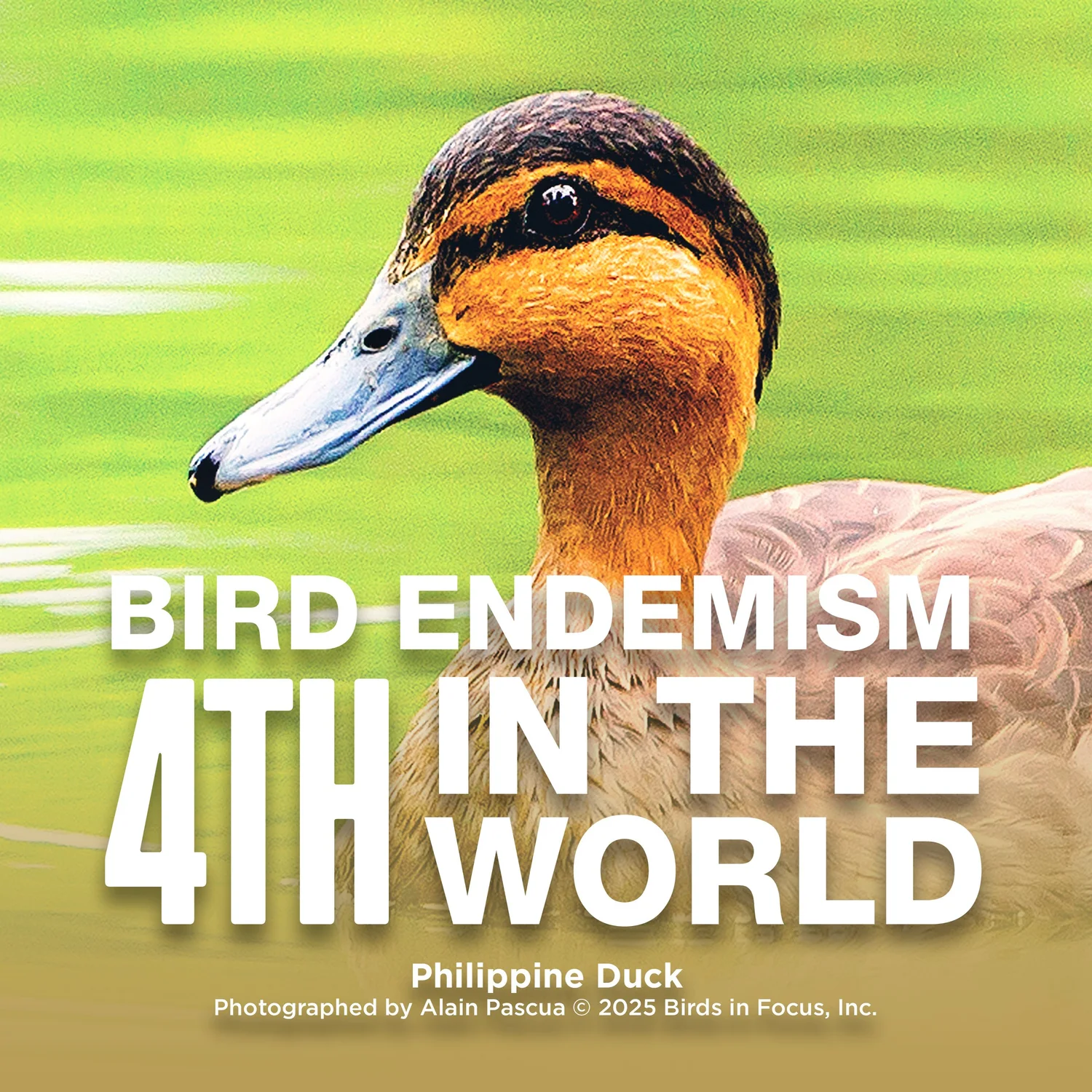 Bird Finder Philippines - Birding Tours