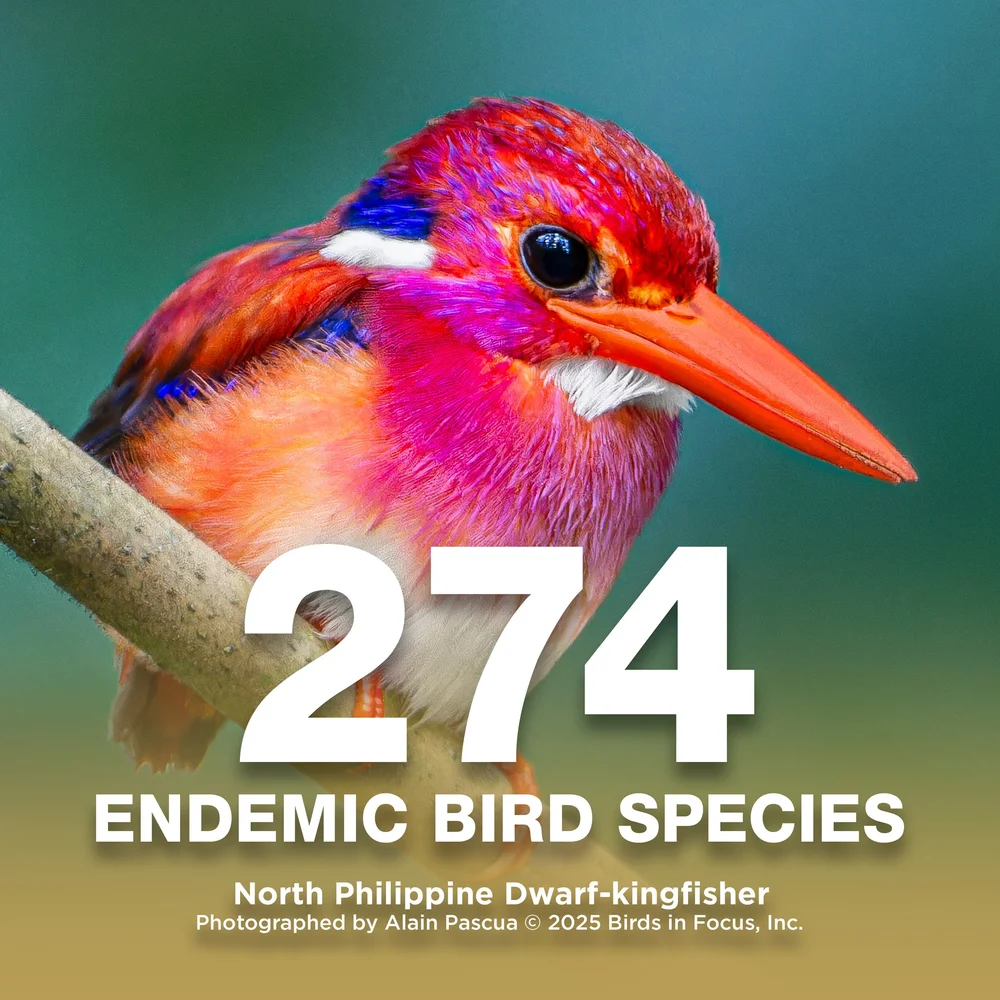 Bird Finder Philippines - Birding Tours