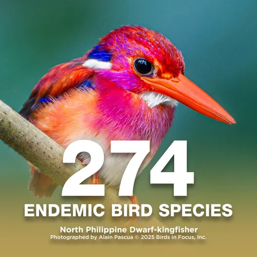 Bird Finder Philippines - Birding Tours