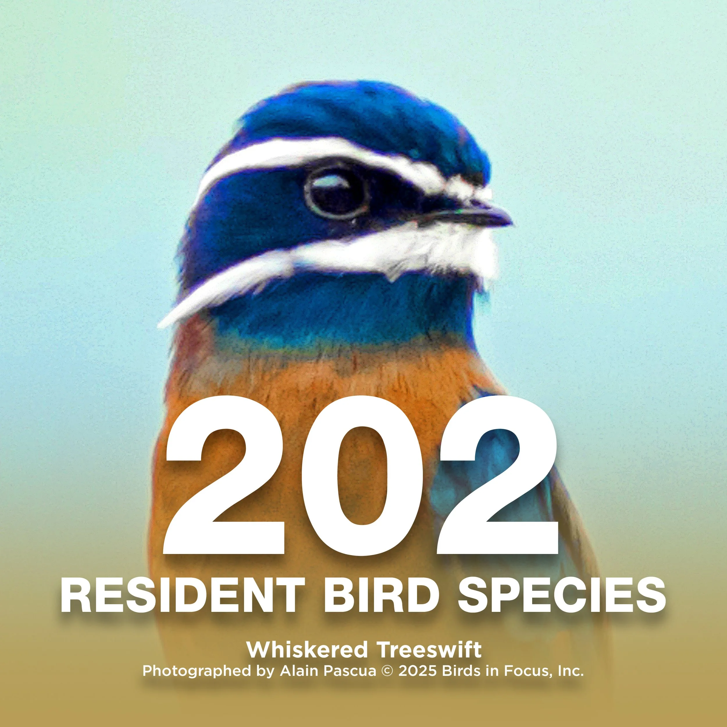 Bird Finder Philippines - Birding Tours