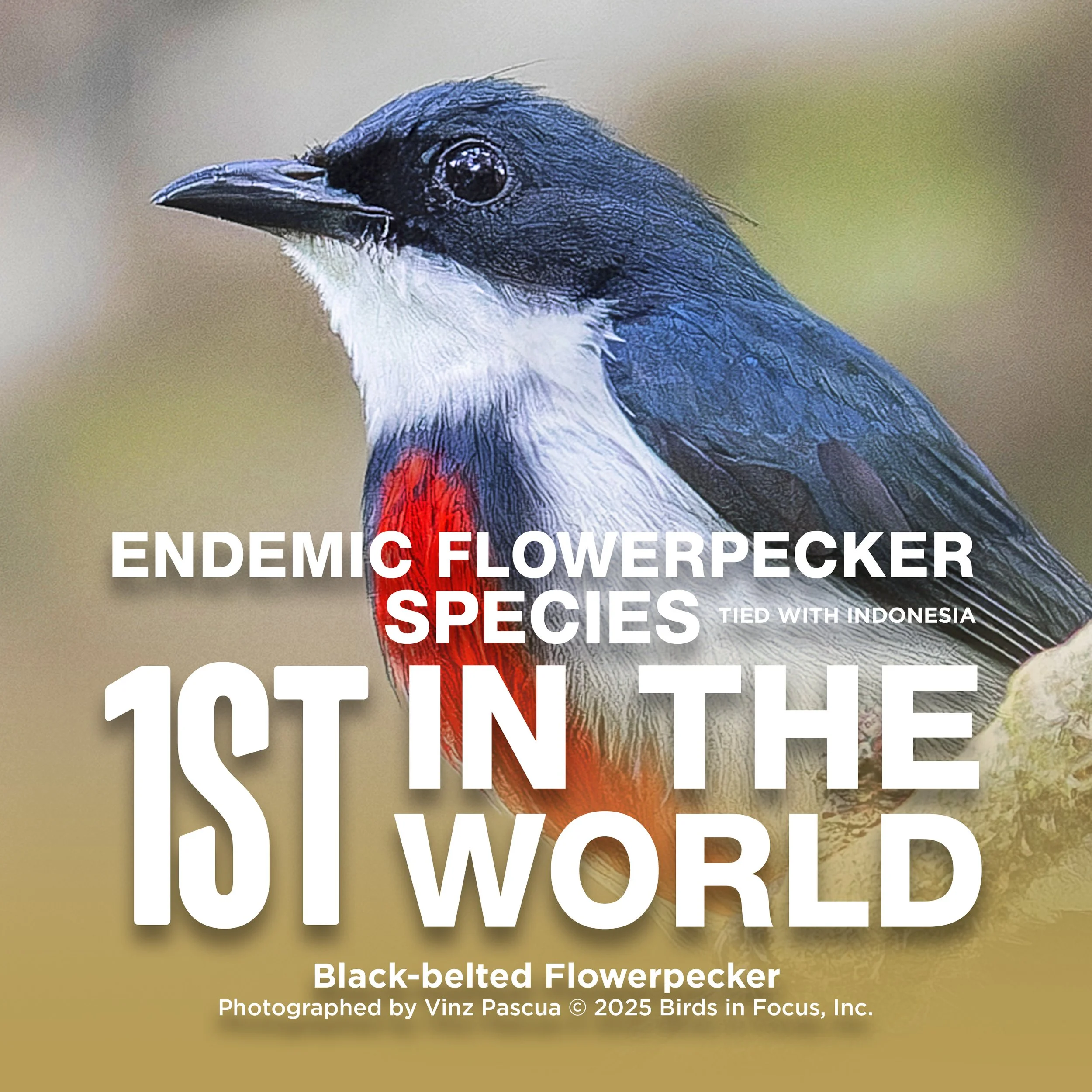Bird Finder Philippines - Birding Tours