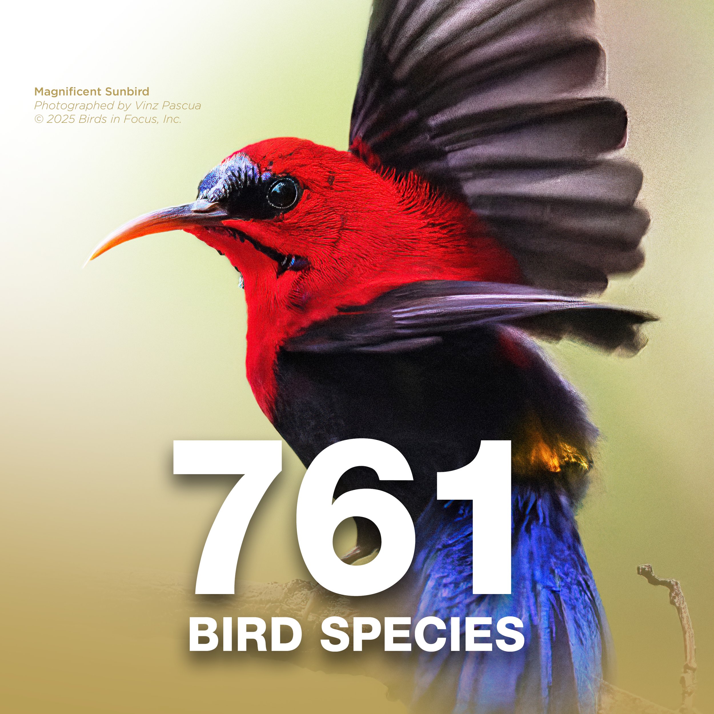 Bird Finder Philippines - Birding Tours