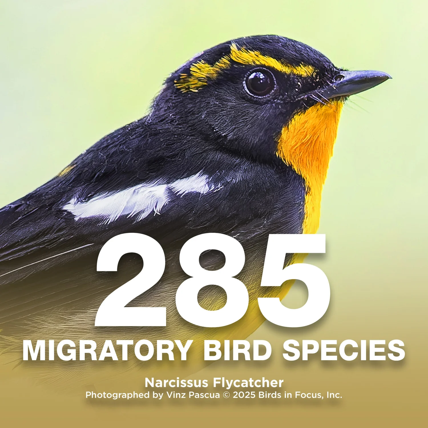 Bird Finder Philippines - Birding Tours