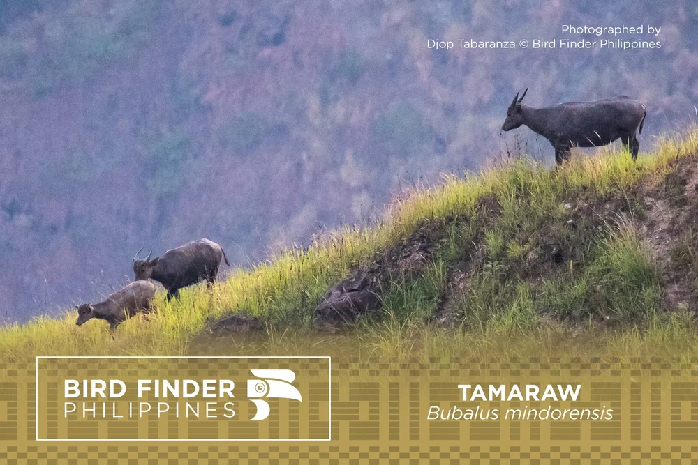 Beyond Birds | Explore Endemic Wildlife Today — Bird Finder Philippines