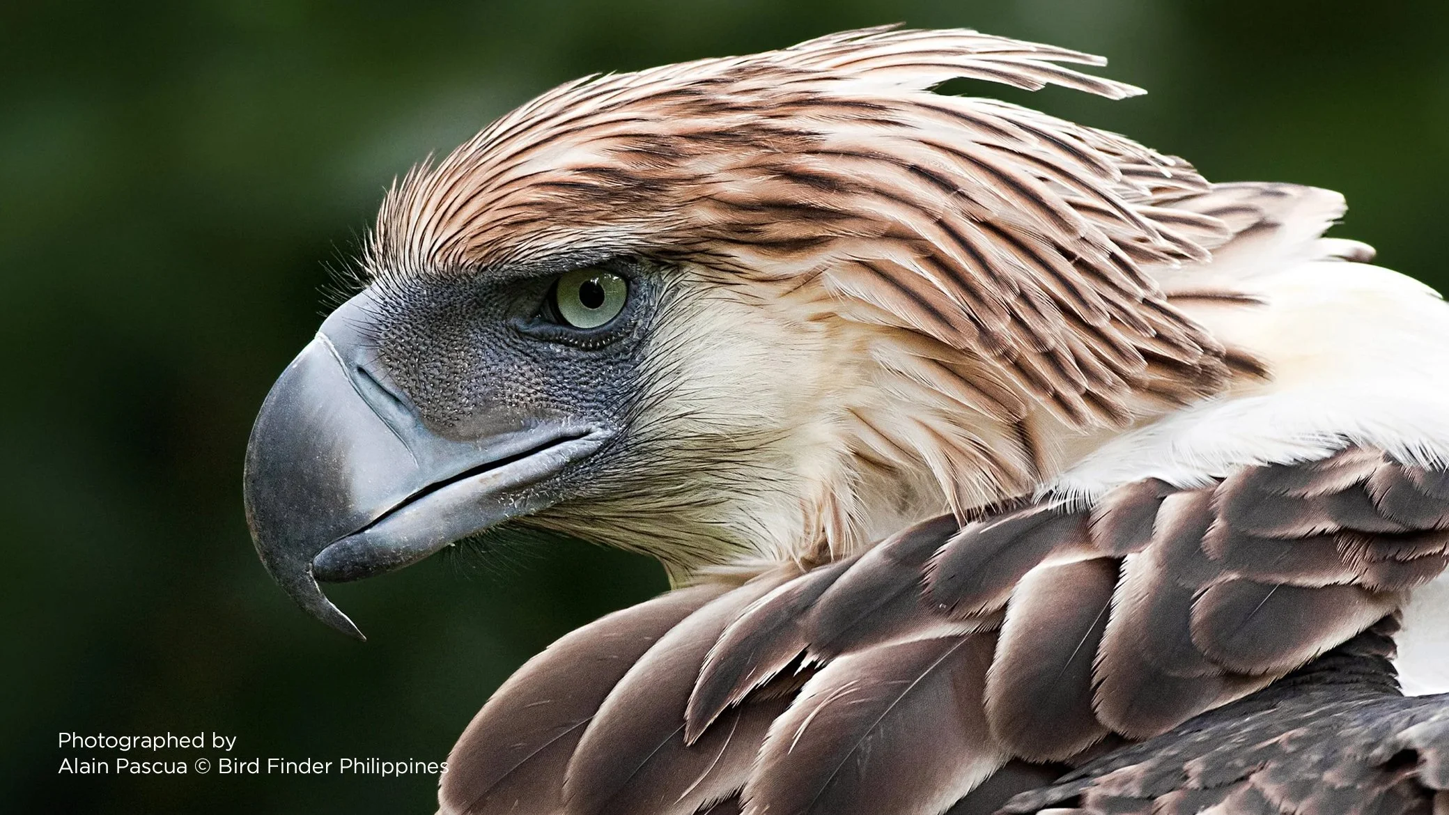 Bird Finder Philippines - Birding Tours