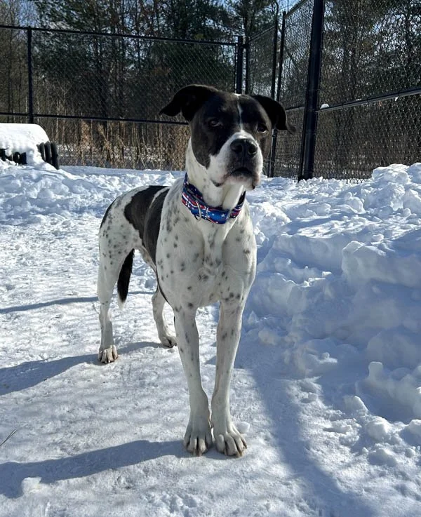 Dogs — Mansfield Animal Shelter