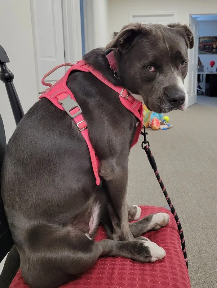 Dogs — Mansfield Animal Shelter