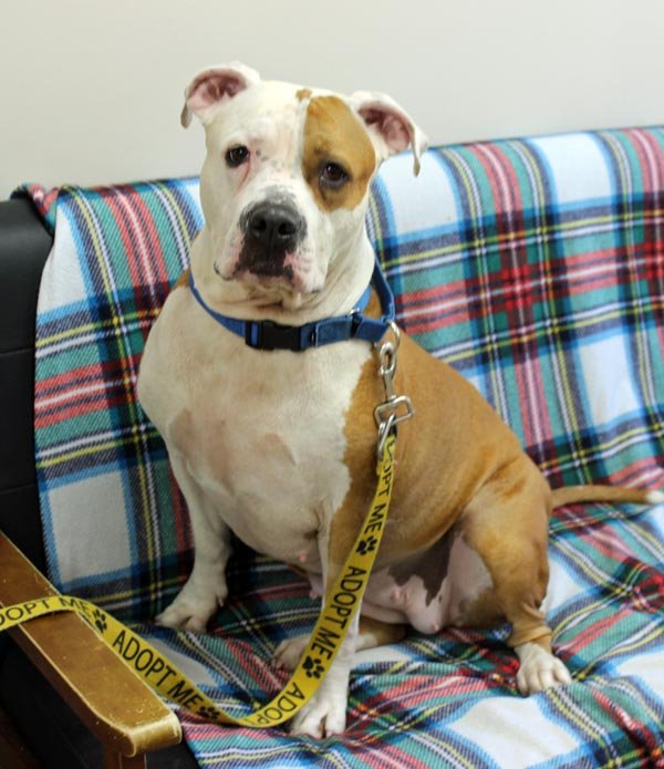Dogs — Mansfield Animal Shelter