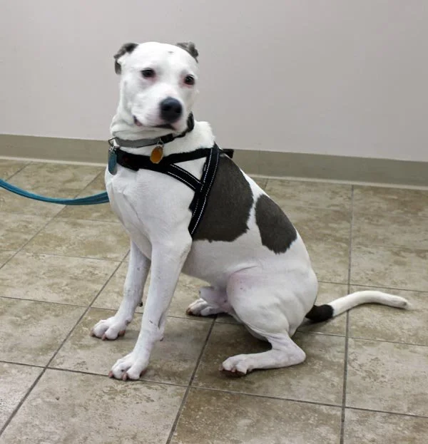 Dogs — Mansfield Animal Shelter
