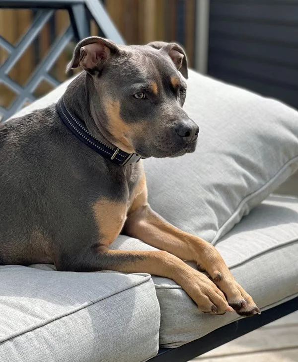Dogs — Mansfield Animal Shelter