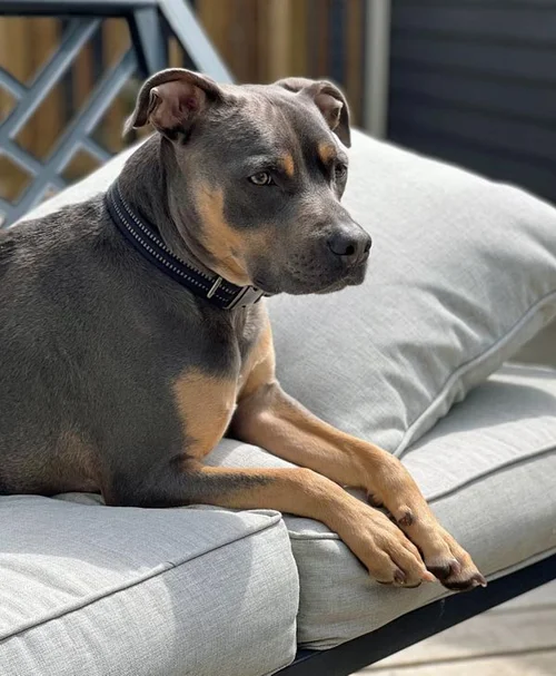 Dogs — Mansfield Animal Shelter