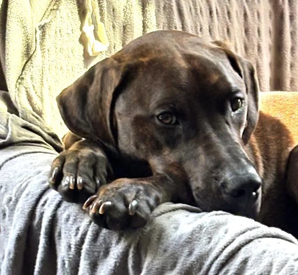 Dogs — Mansfield Animal Shelter