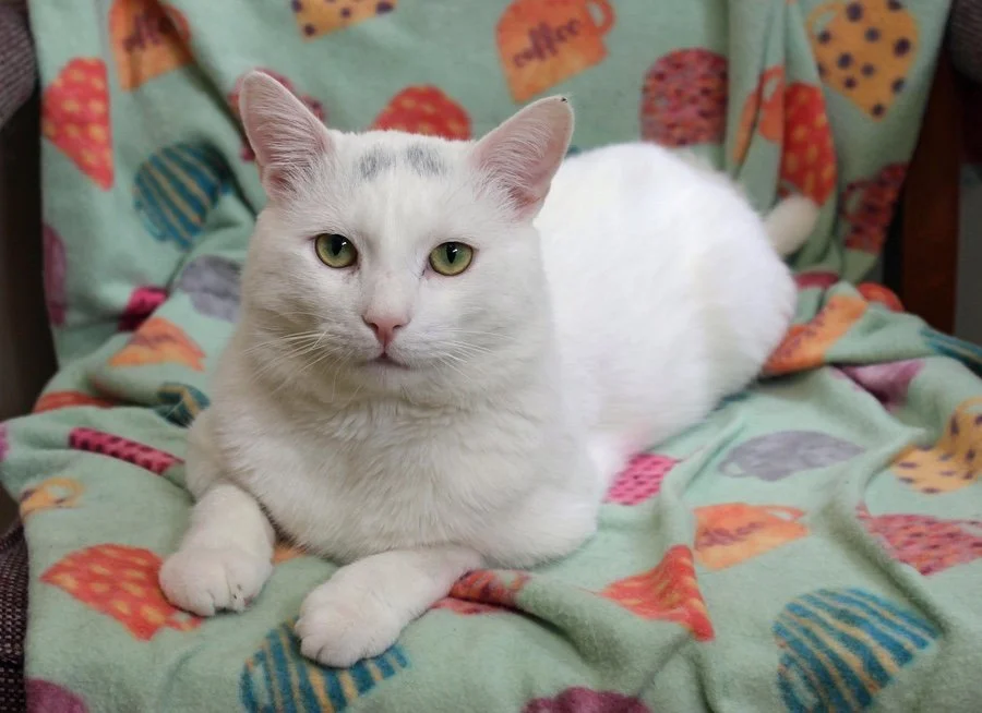 Sponsor a Cat — Mansfield Animal Shelter