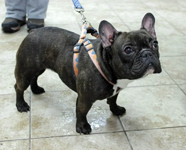 Dogs — Mansfield Animal Shelter