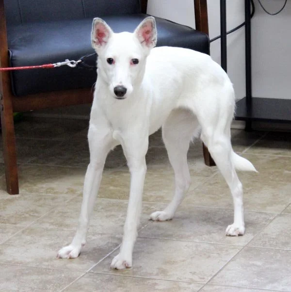Dogs — Mansfield Animal Shelter