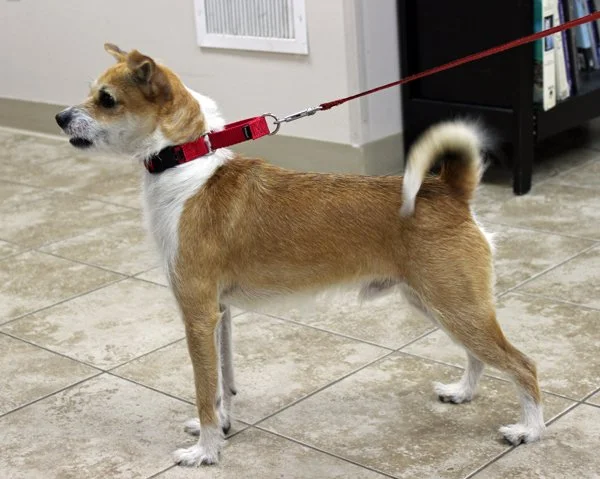 Dogs — Mansfield Animal Shelter