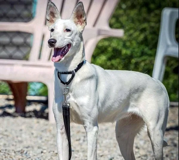 Dogs — Mansfield Animal Shelter