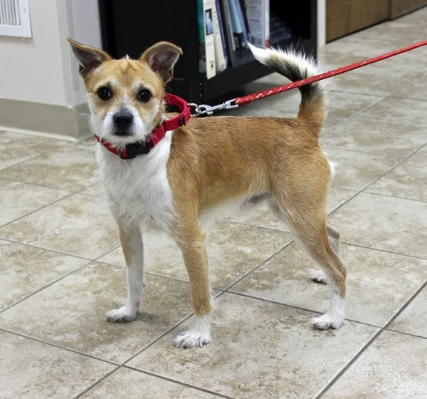 Dogs — Mansfield Animal Shelter
