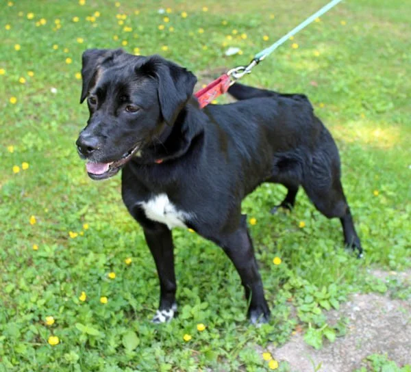 Dogs — Mansfield Animal Shelter