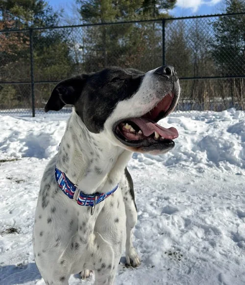Dogs — Mansfield Animal Shelter