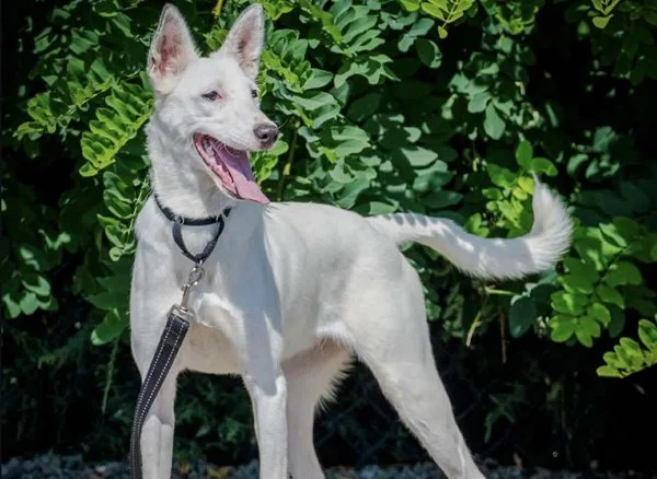Dogs — Mansfield Animal Shelter