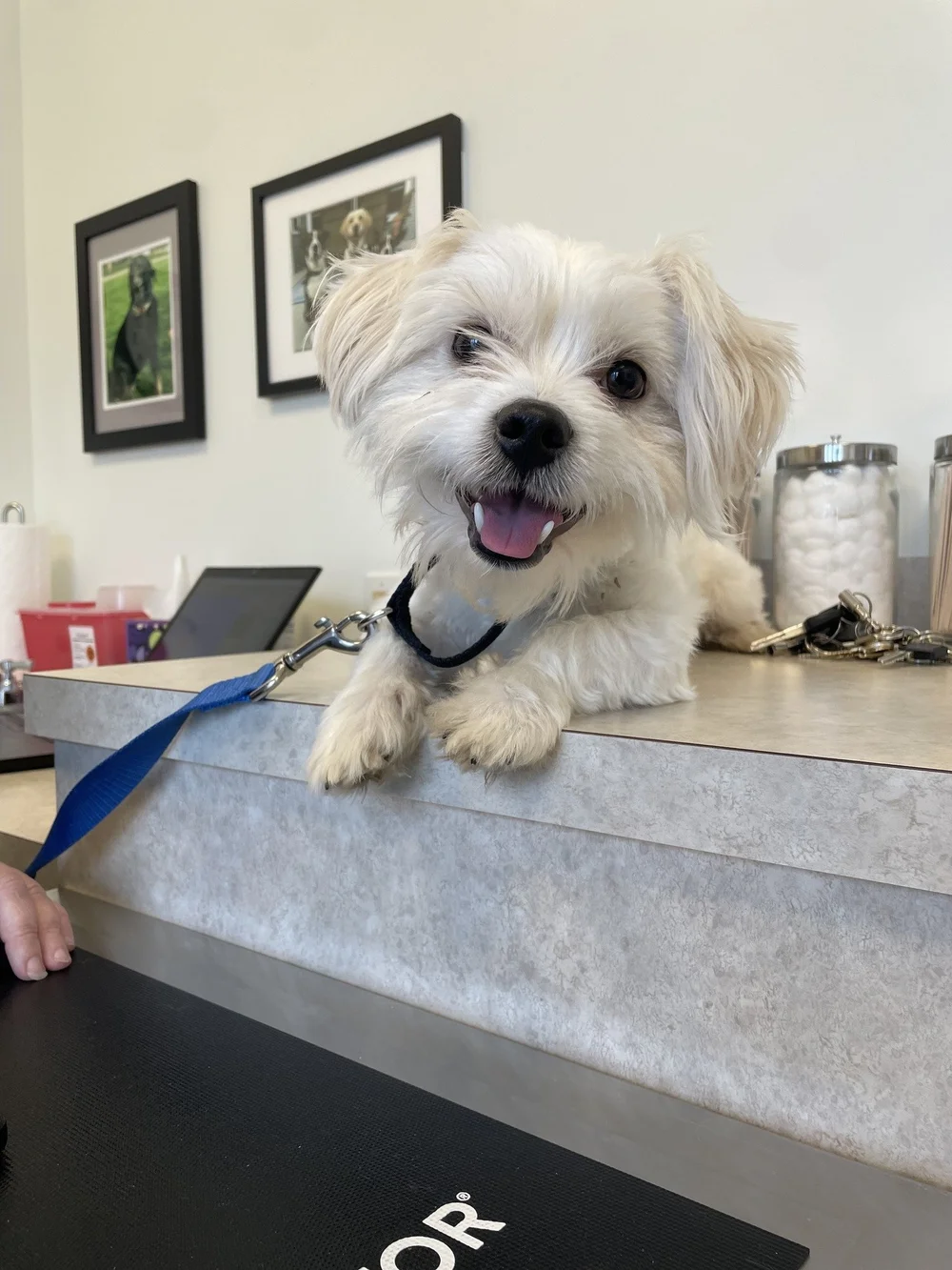 Mansfield Animal Shelter