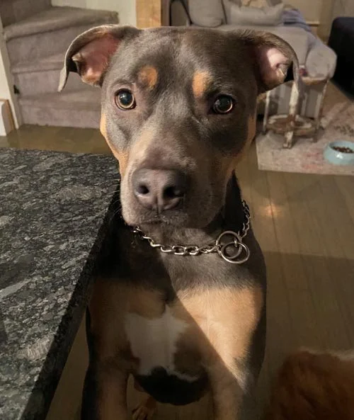 Dogs — Mansfield Animal Shelter