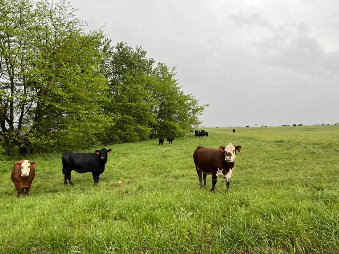 Schultz Country Market | Discover our Farm-Raised Meats Today