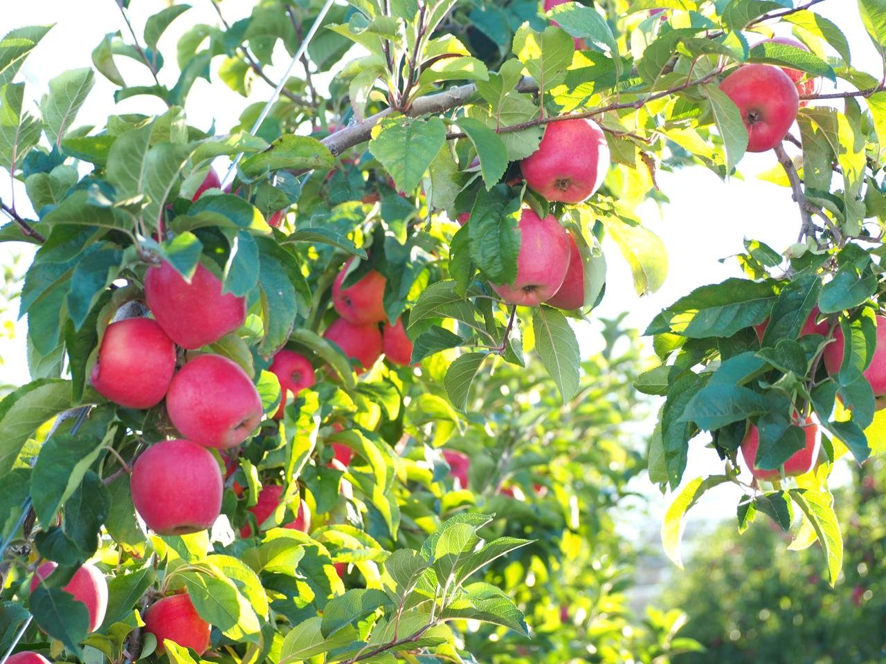 Cherish™ Apples