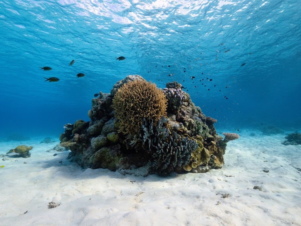 Corals' Last Stand