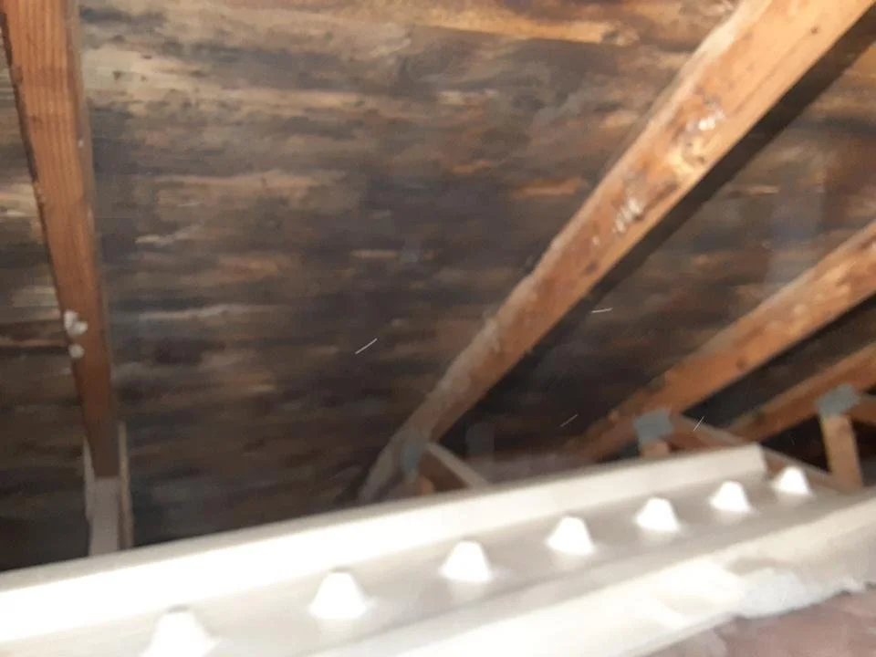 Michigan Mold Services | Ensure Safe Spaces