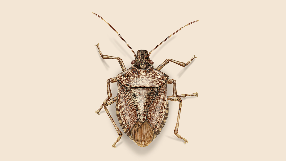 Stink Bug — Orkin Guyana