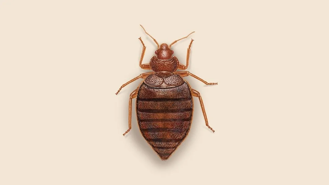 Bed Bug — Orkin Guyana