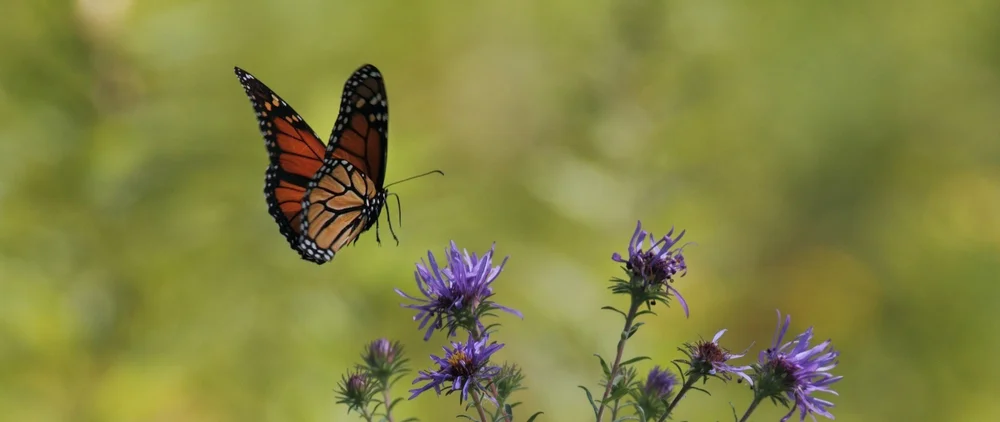 Il Immigration Info Know Your Rights