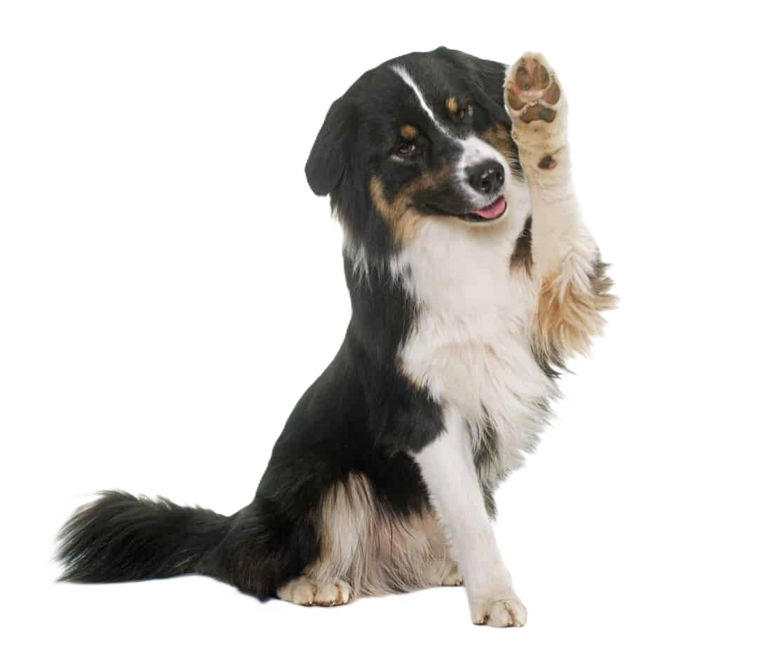 PAWFECT TREATS | All-Natural Dog Treats | Homemade & Healthy | Pawfect ...