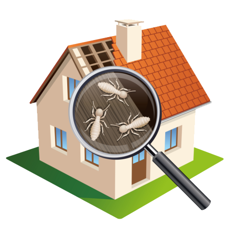 Termite Inspection & Treatment San Diego | Twin Termite — Twin Termite