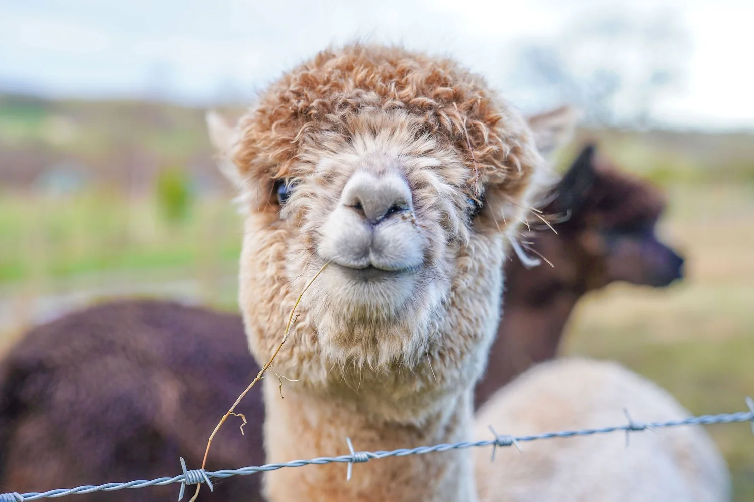 Farm Experiences — Windmill Retreats