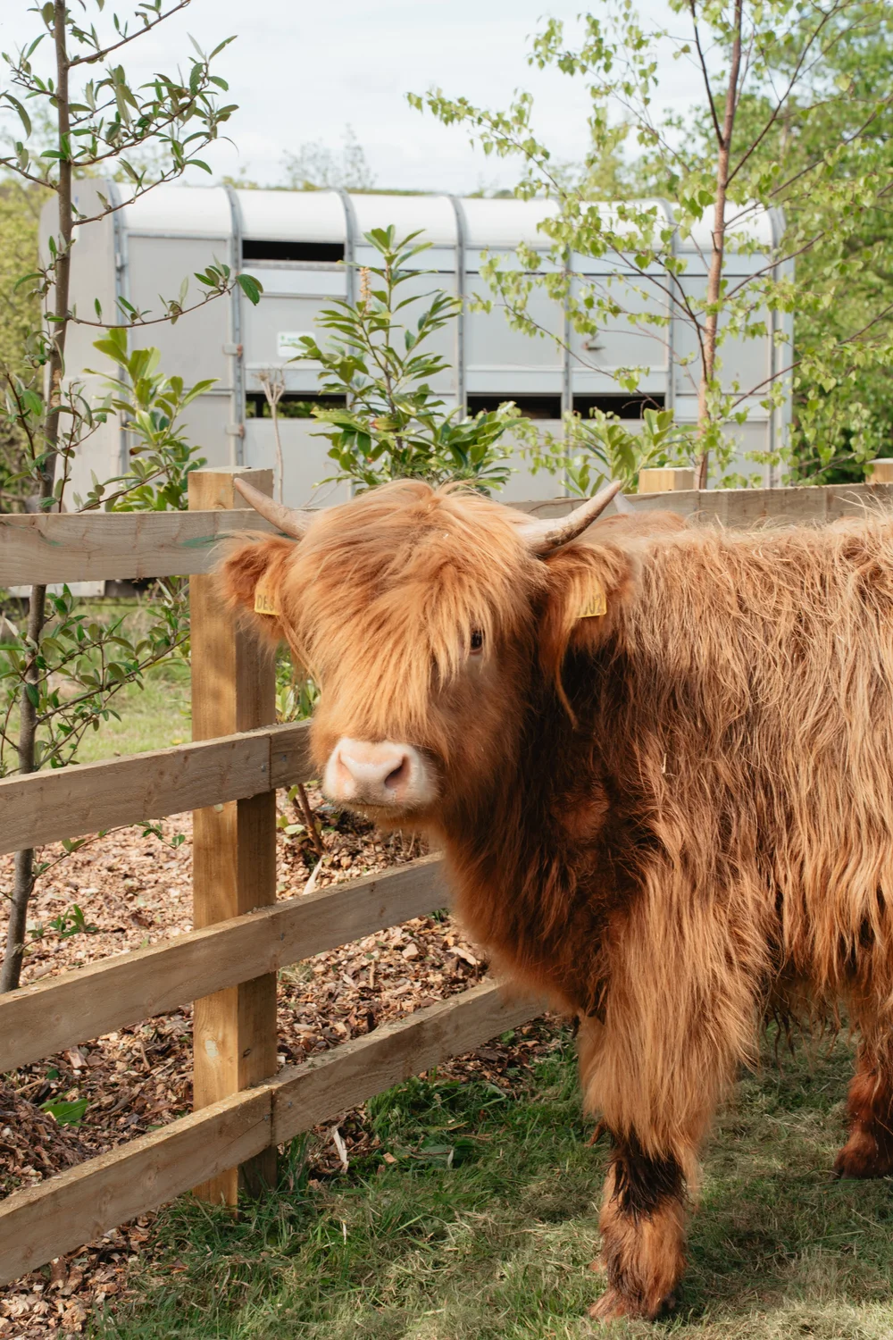 Cream Tea Experiences — Windmill Retreats