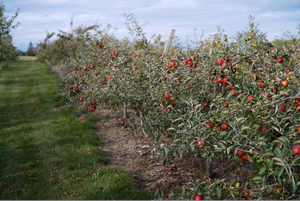 From Orchard to Boat to Bottle — Island Orchard Cider
