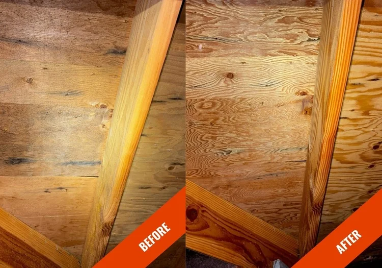 Expert Mold Remediation in Portland, OR | Safe & Effective Mold Removal ...
