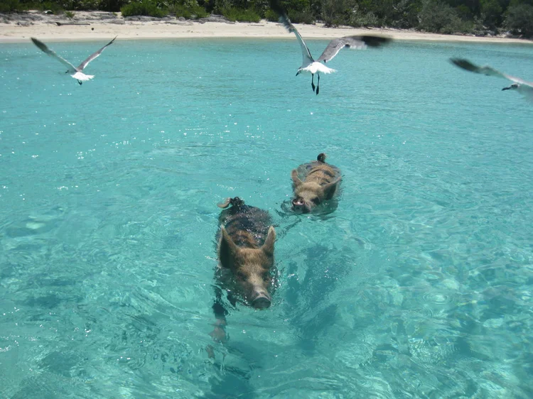 Staniel Cay Life